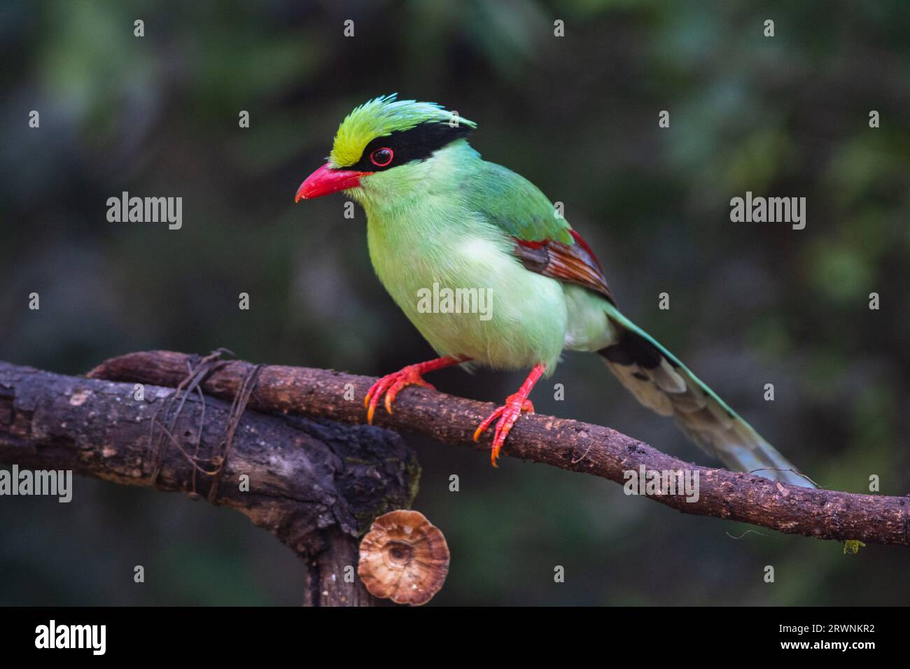 Sattal birding hi-res stock photography and images - Alamy