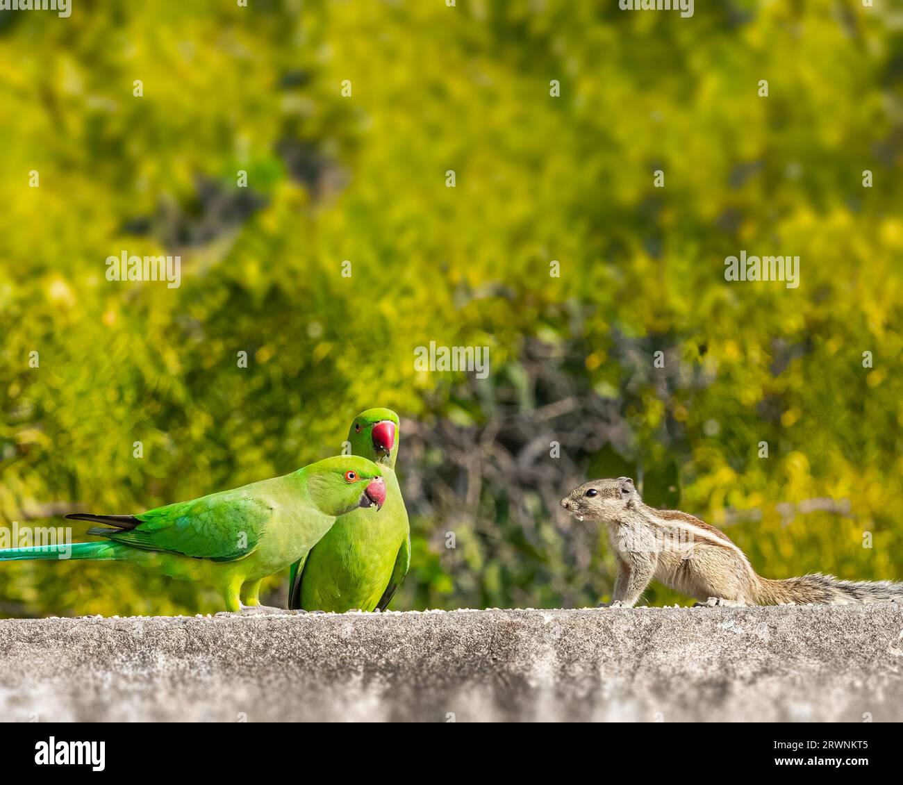Two Rose Ringed parrot in conversation with a squirrel Stock Photo - Alamy