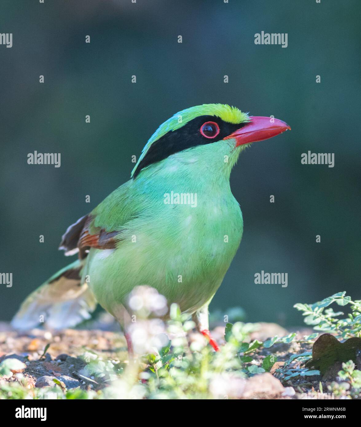 Sattal birds hi-res stock photography and images - Alamy