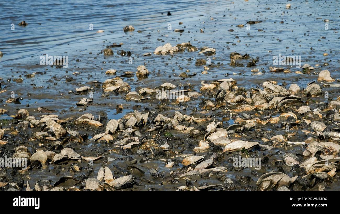 Shells in river near coast line Stock Photo - Alamy