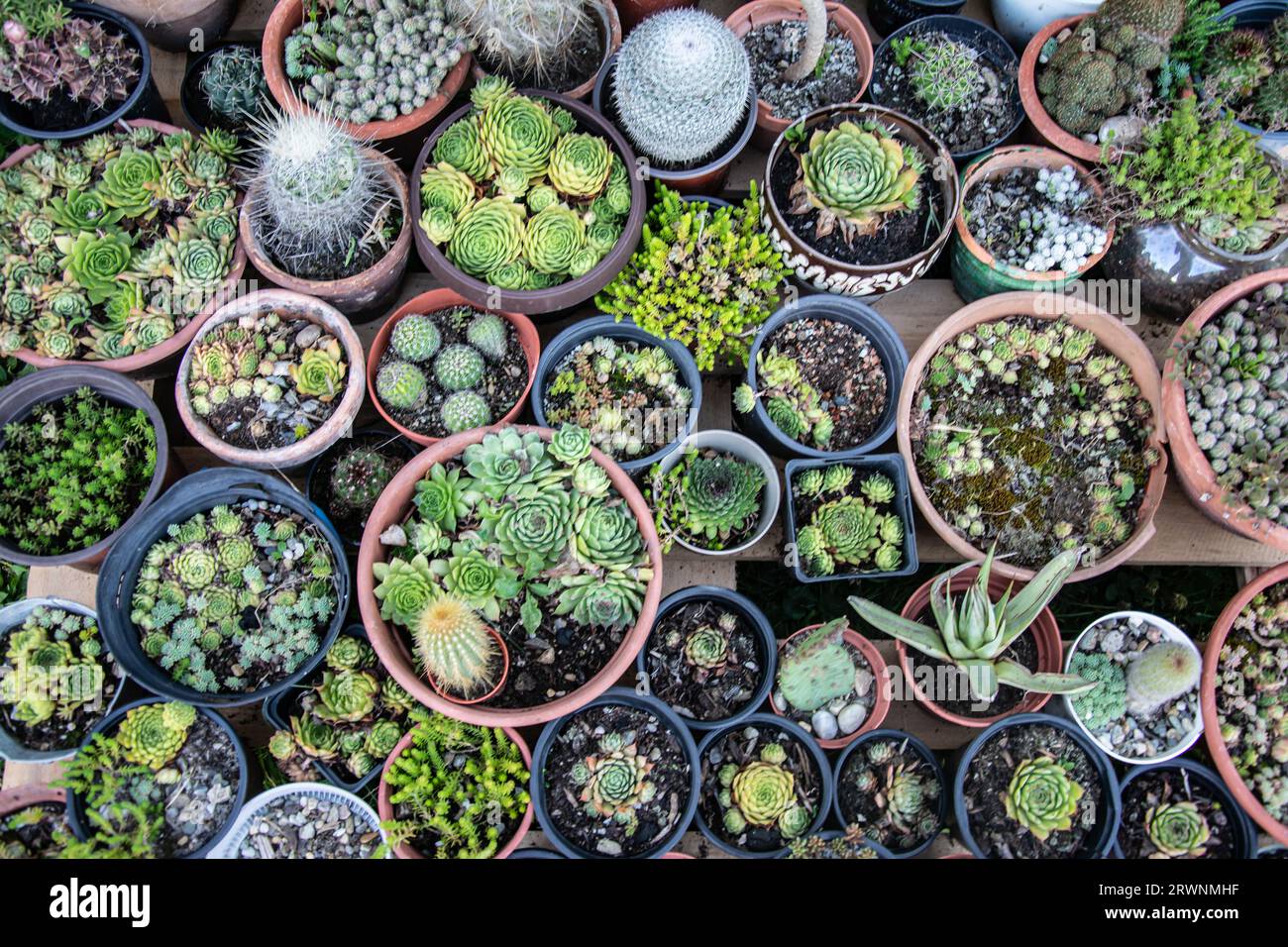 Cactus farm hi-res stock photography and images - Alamy