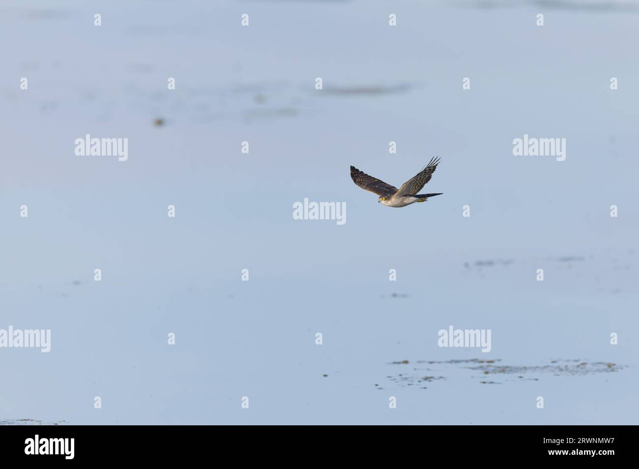 Eurasian sparrowhawk Accipiter nisus, adult female flying over water ...