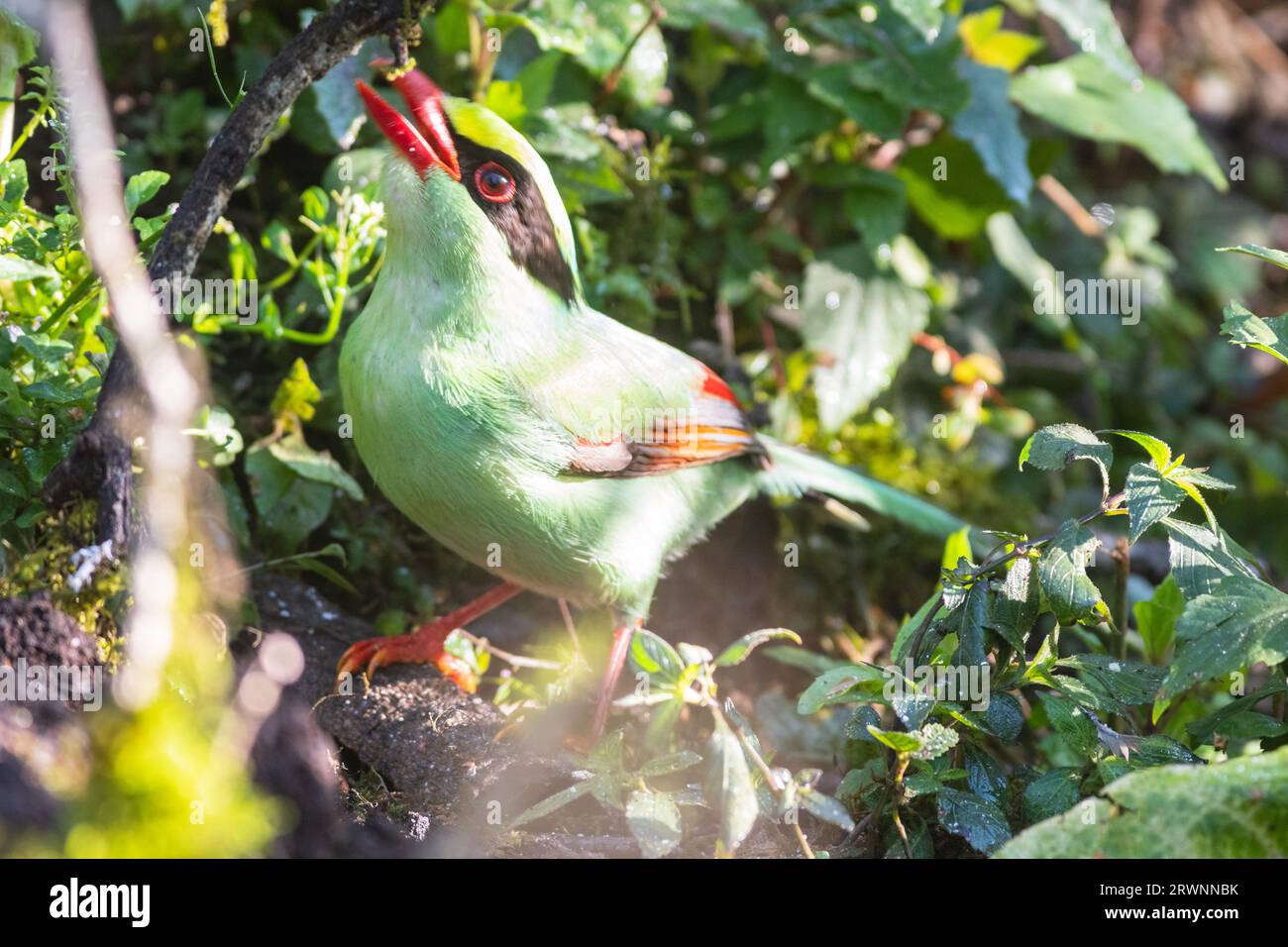 Sattal birding hi-res stock photography and images - Alamy