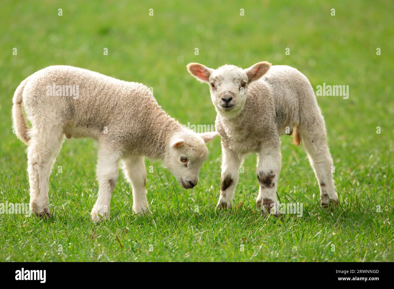Lambs in Springtime. Close up of two cute, very young lambs in green ...