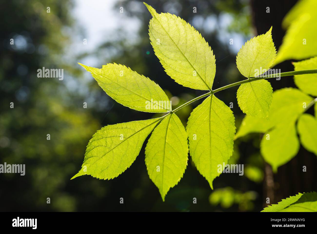 Hop hornbeam pollen hi-res stock photography and images - Alamy