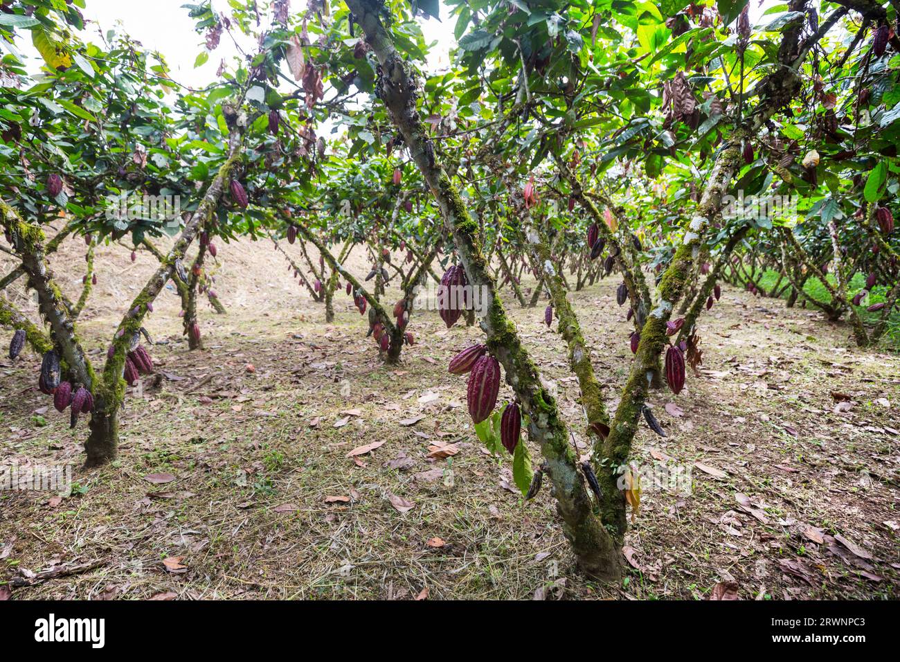 cacao growing on a tree of cacao in Ecuador, South America Stock Photo ...