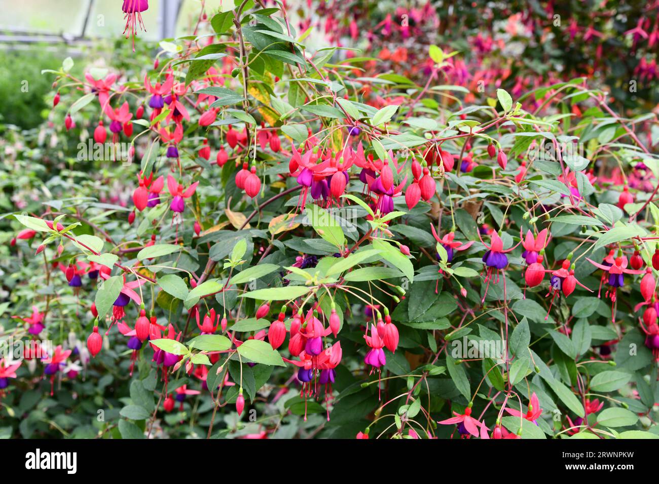 blooming fuchsias in the greenhouse Stock Photo - Alamy