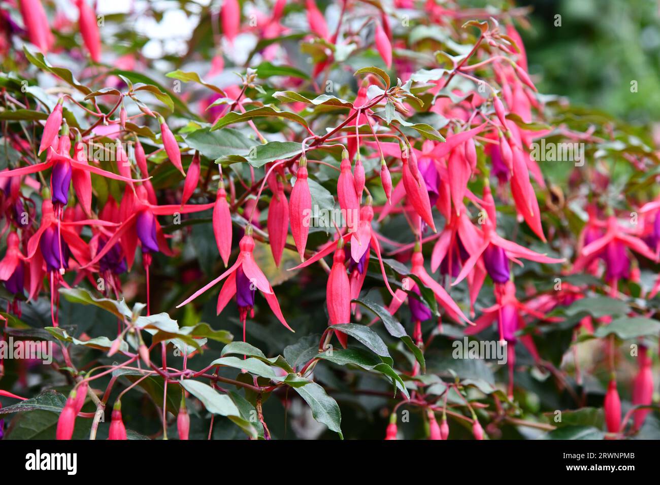 blooming fuchsias in the greenhouse Stock Photo - Alamy