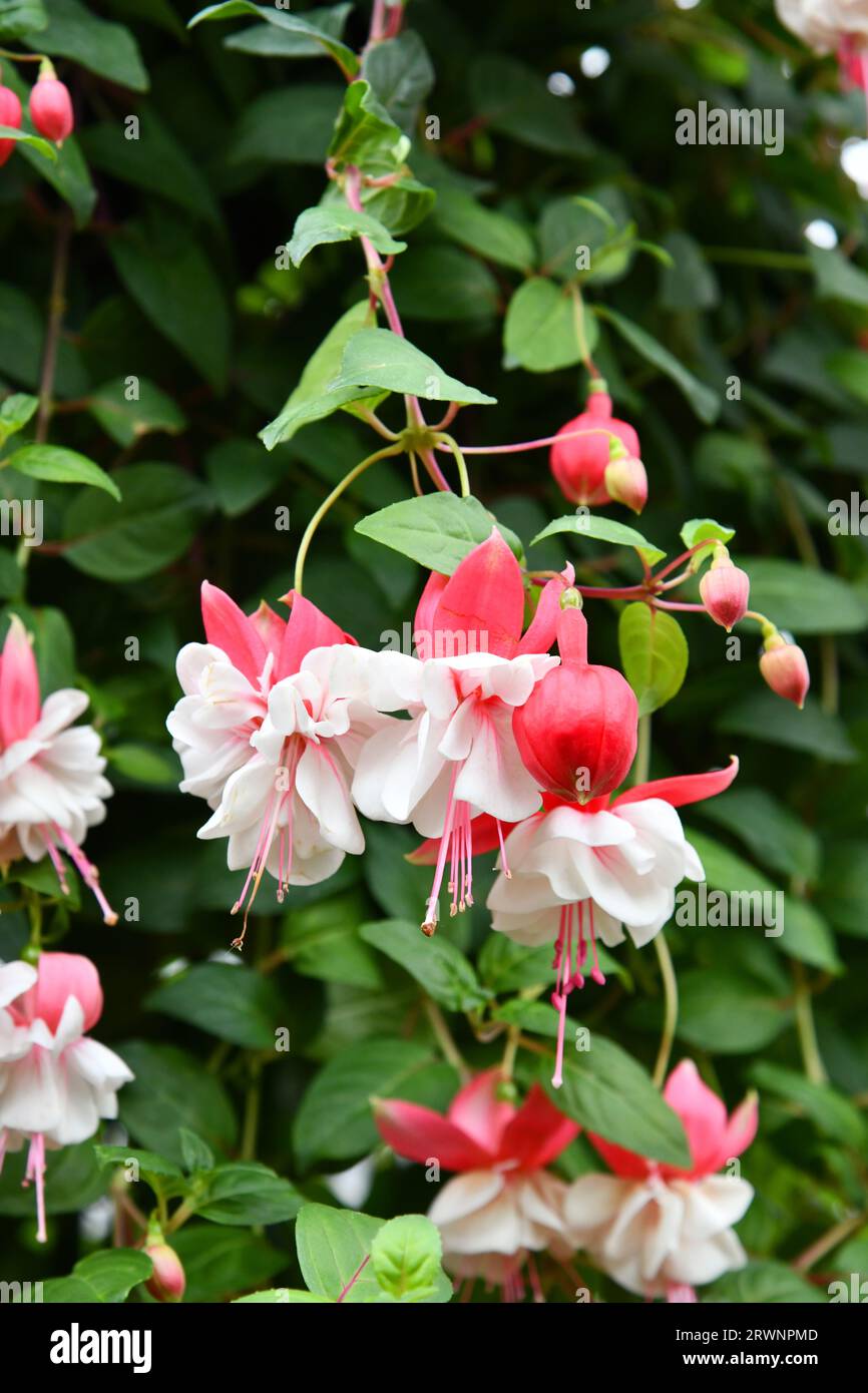Red and white fuchsias hi-res stock photography and images - Alamy