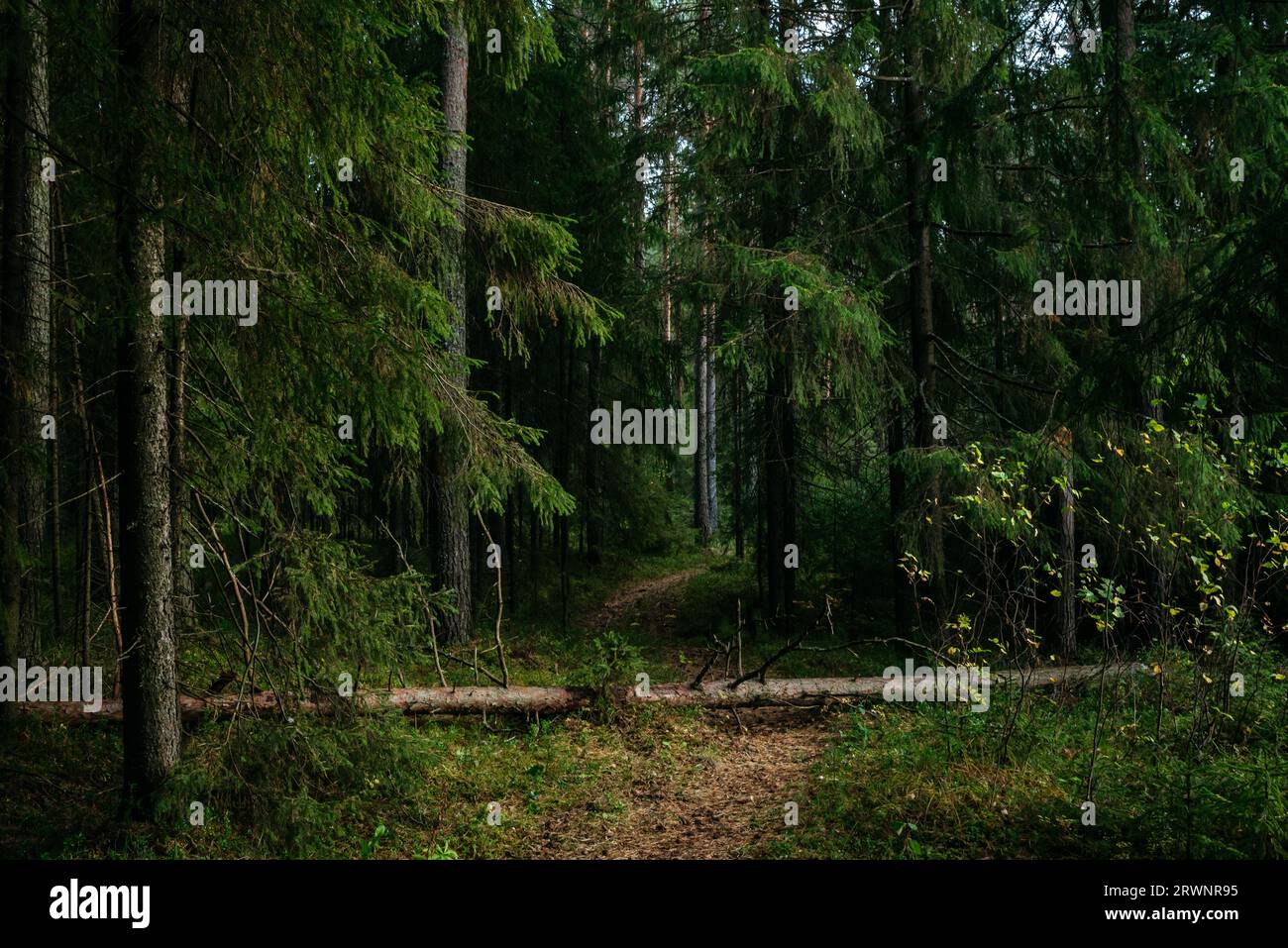 Landscape. A mysterious northern forest after sunset on an autumn ...