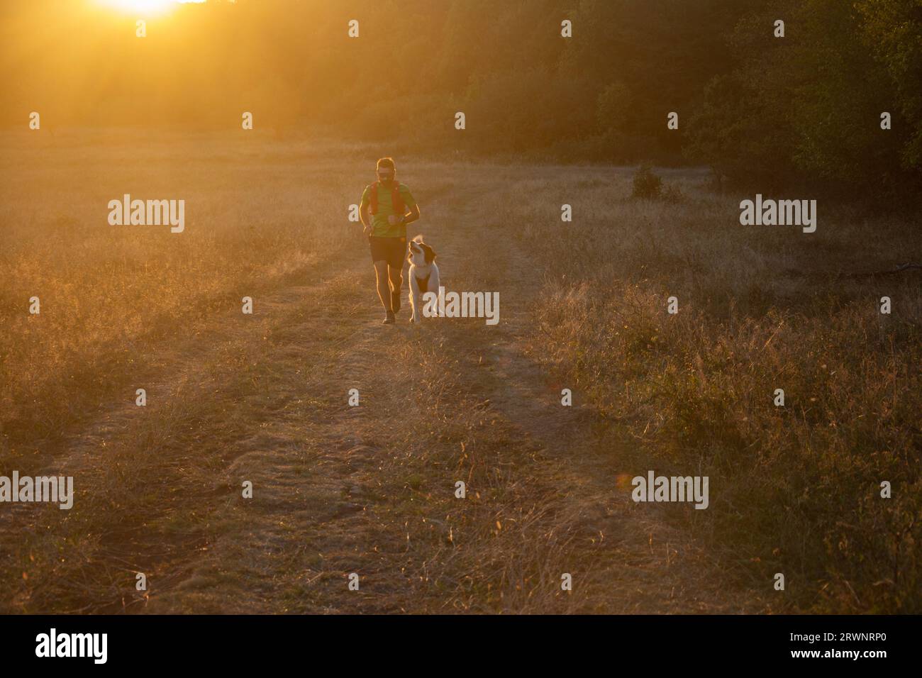 runner running across the field with his dog Stock Photo - Alamy