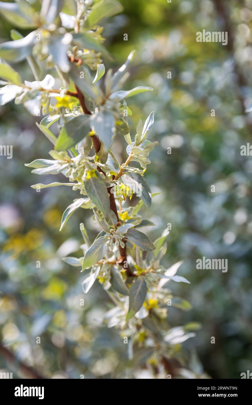 Silverberry hi-res stock photography and images - Alamy