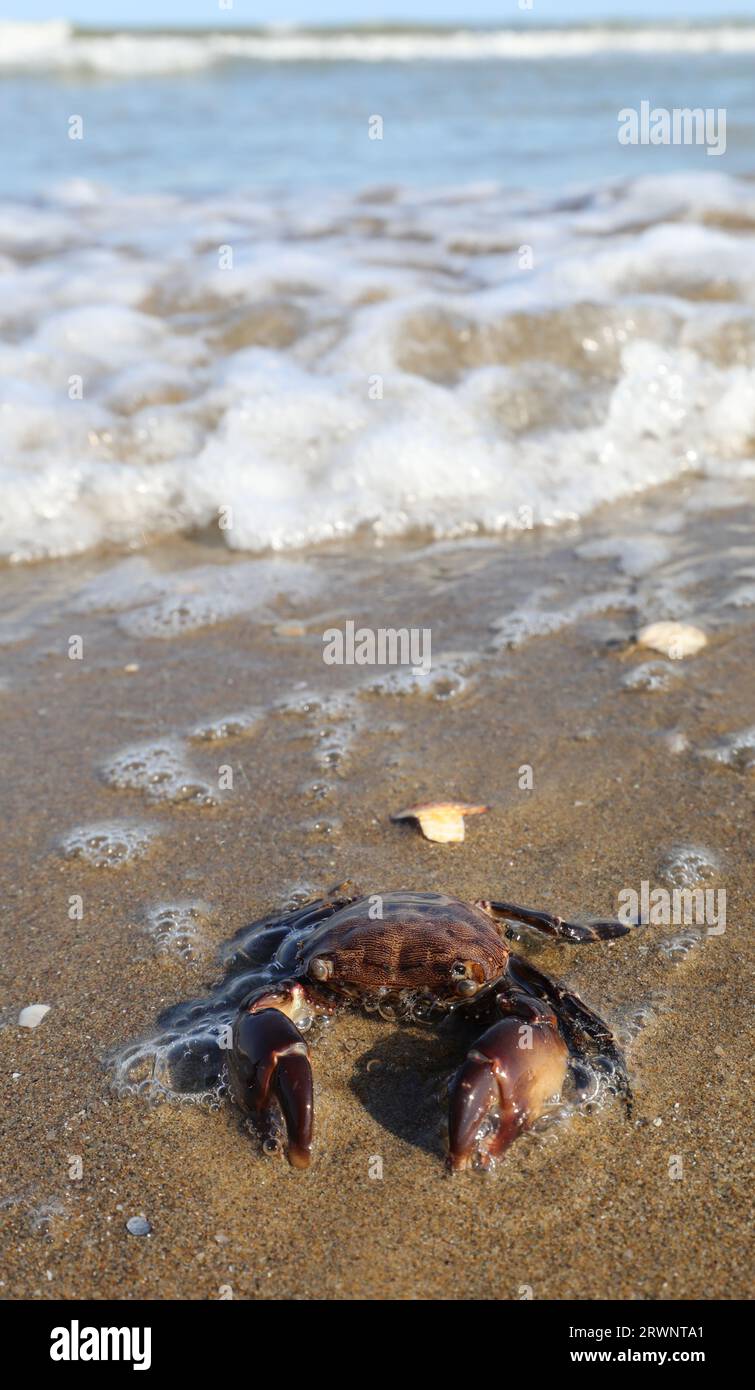 camouflaged crab two big claws in the sand of beach Stock Photo - Alamy
