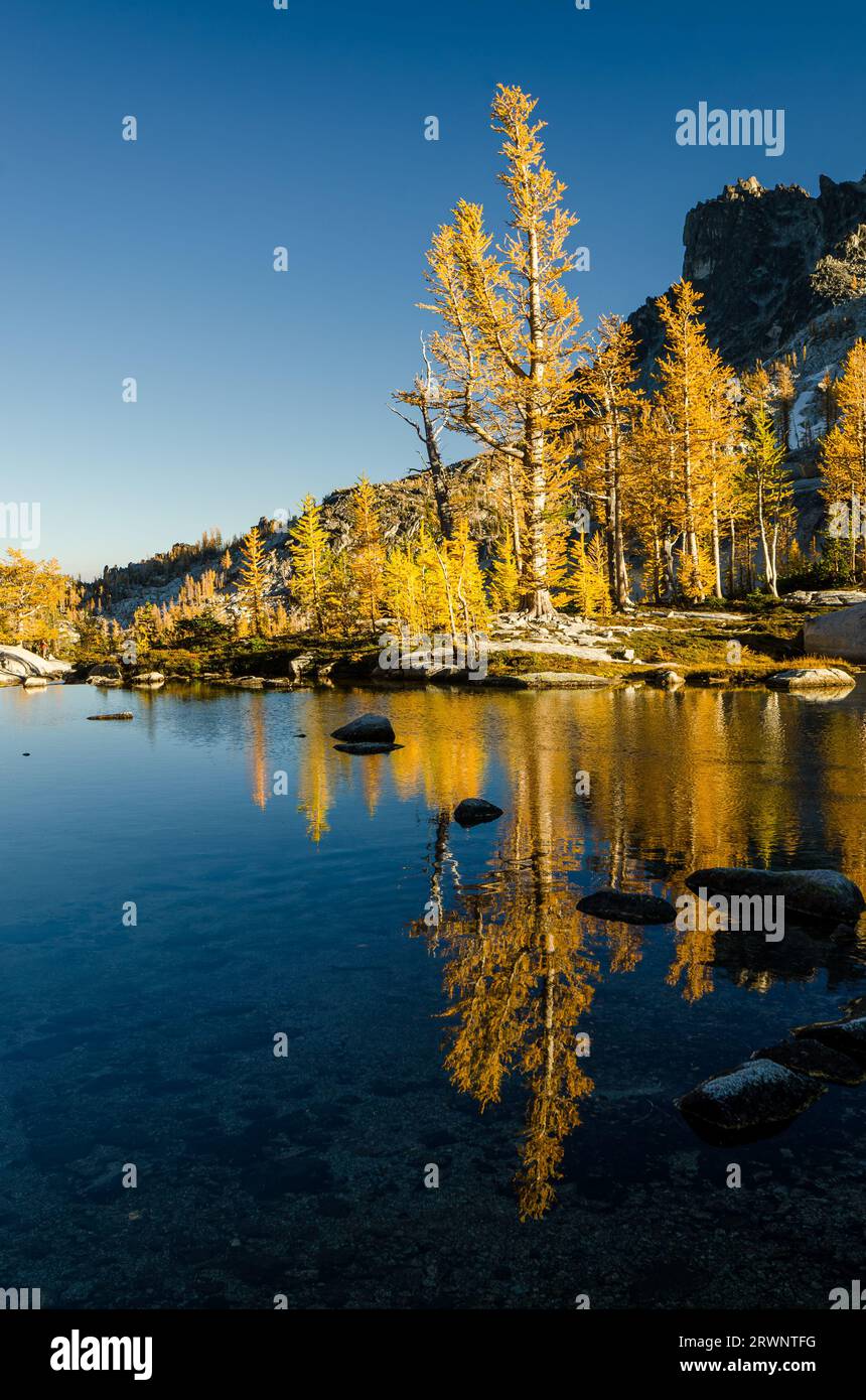 Hugh ancient golden larch tree in the fall, reflecting in a pool in the ...