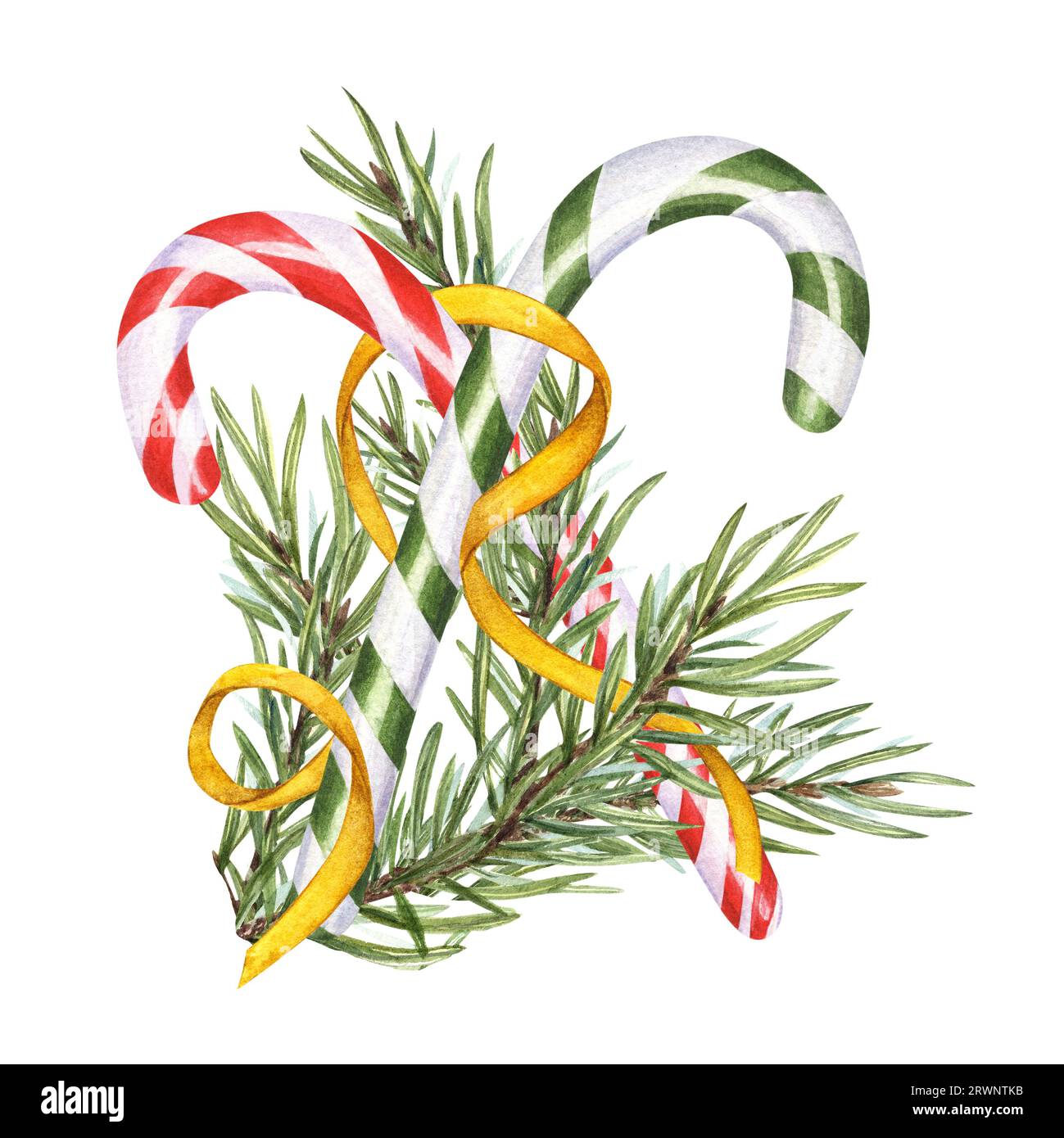 Sugar cane plant illustration hi-res stock photography and images - Alamy