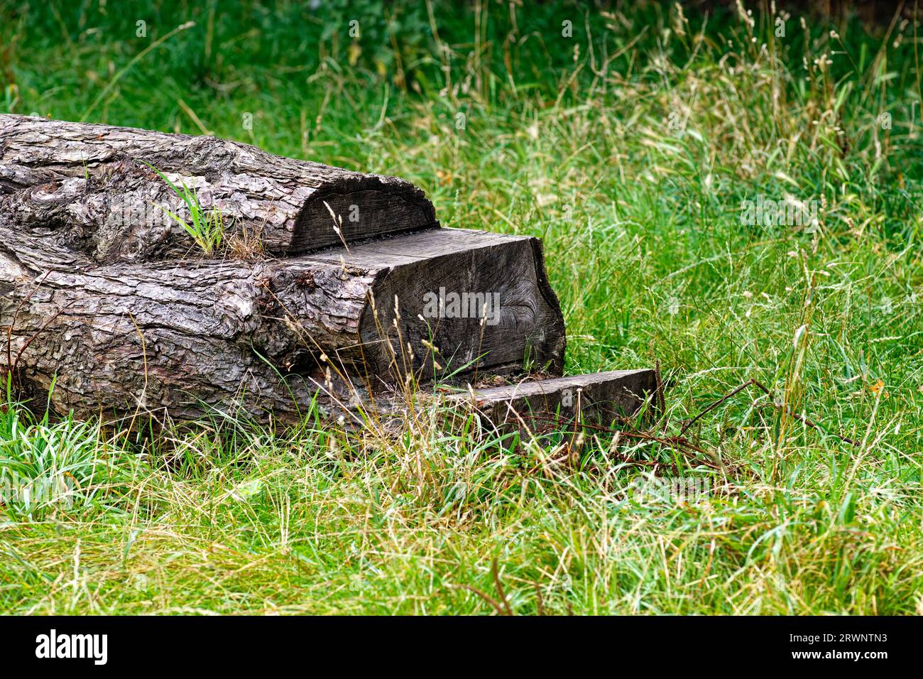 Fallen tree trunk cut into steps as a seat, Marble Hill park ...