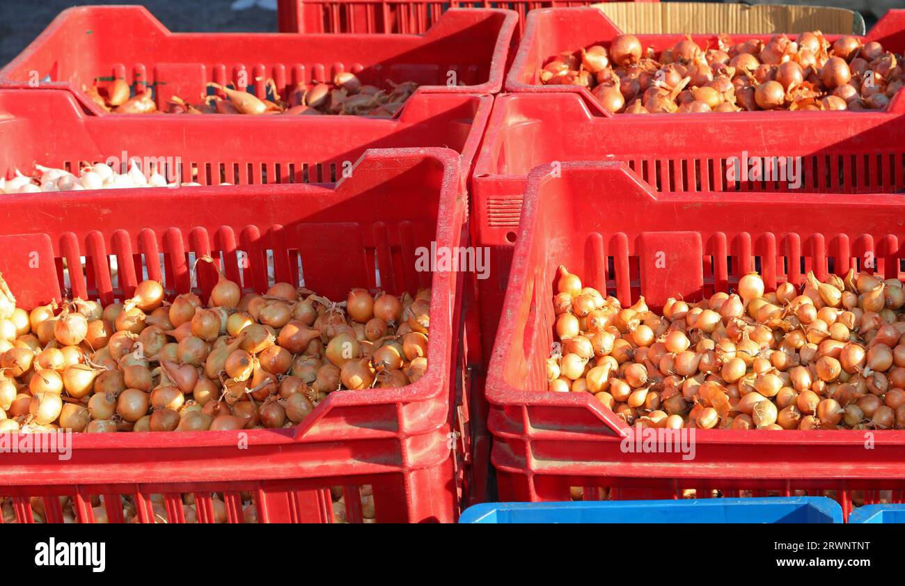 big red boxes full of onions for sale at market Stock Photo - Alamy