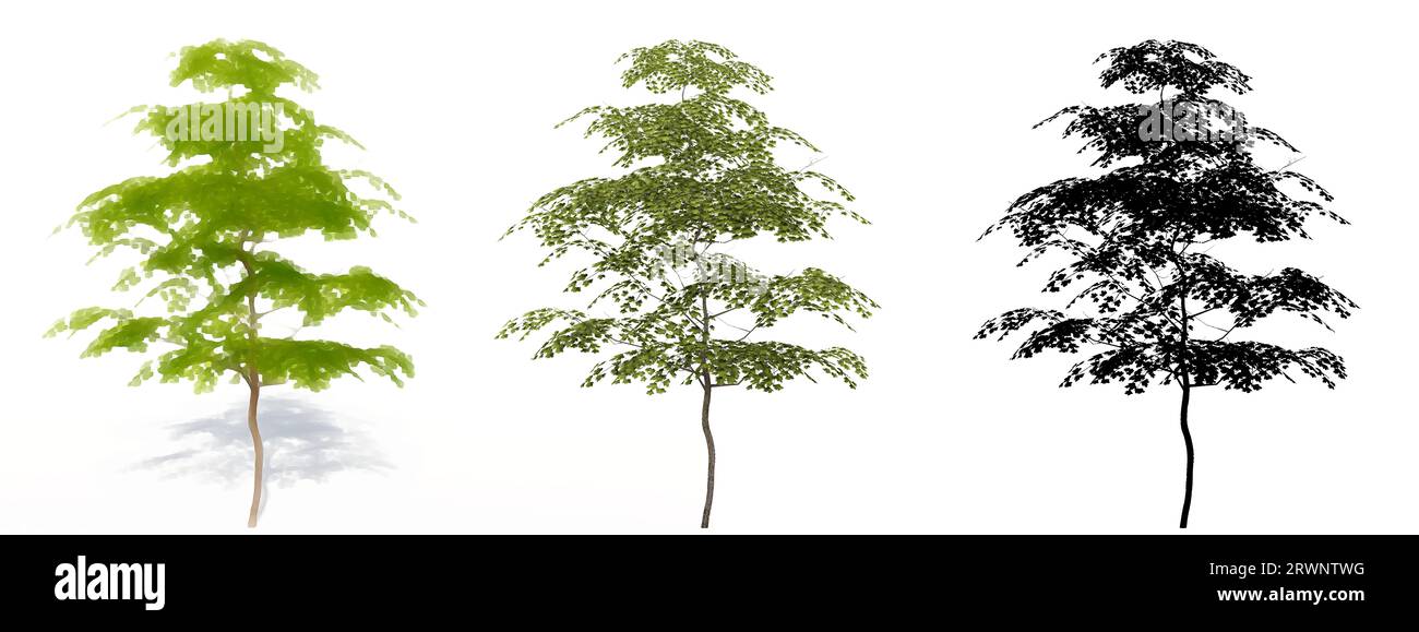 Set or collection of Field Maple trees, painted, natural and as a black ...