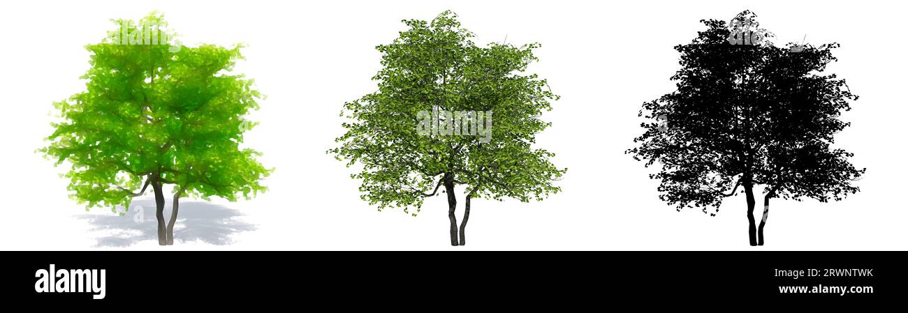 Set or collection of Flowering Dogwood trees, painted, natural and as a ...