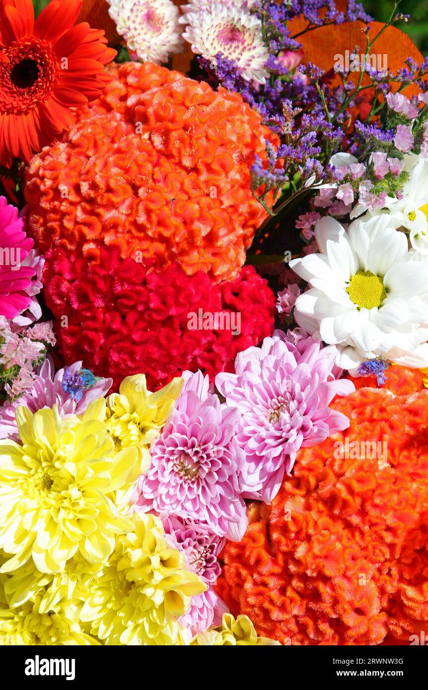 Daisy red colored petals yellow hi-res stock photography and images - Alamy
