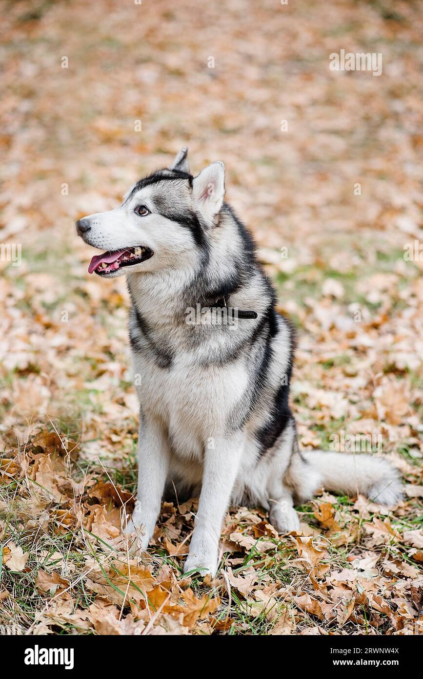 Vertical portrait of a Husky in the autumn forest. The dog is sitting ...