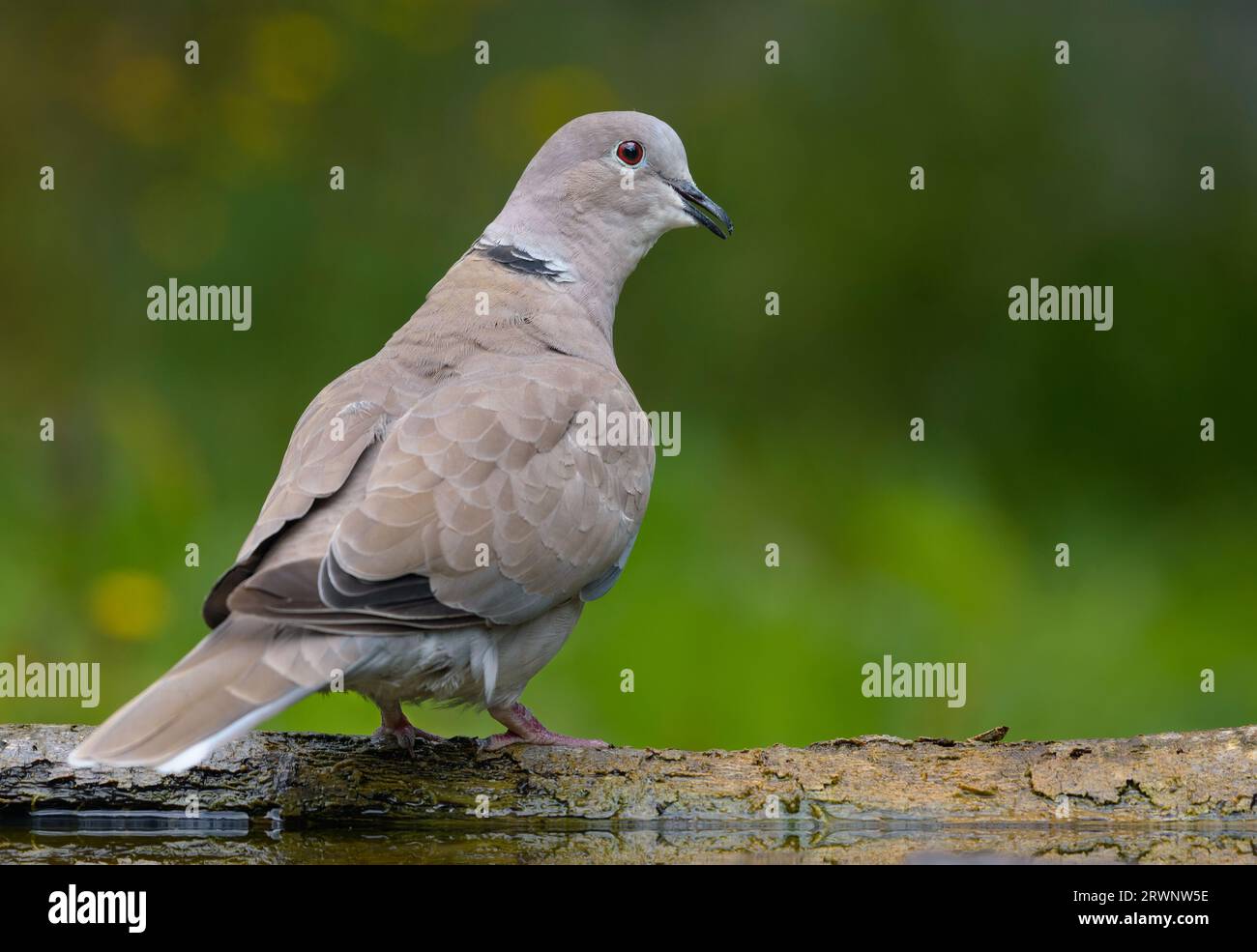 Stock dove call hi-res stock photography and images - Alamy