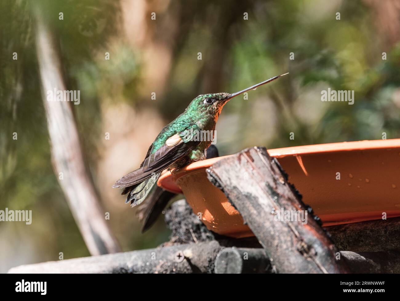 A female Buff-winged Starfrontlet (Coeligena lutetiae), a hummingbird ...
