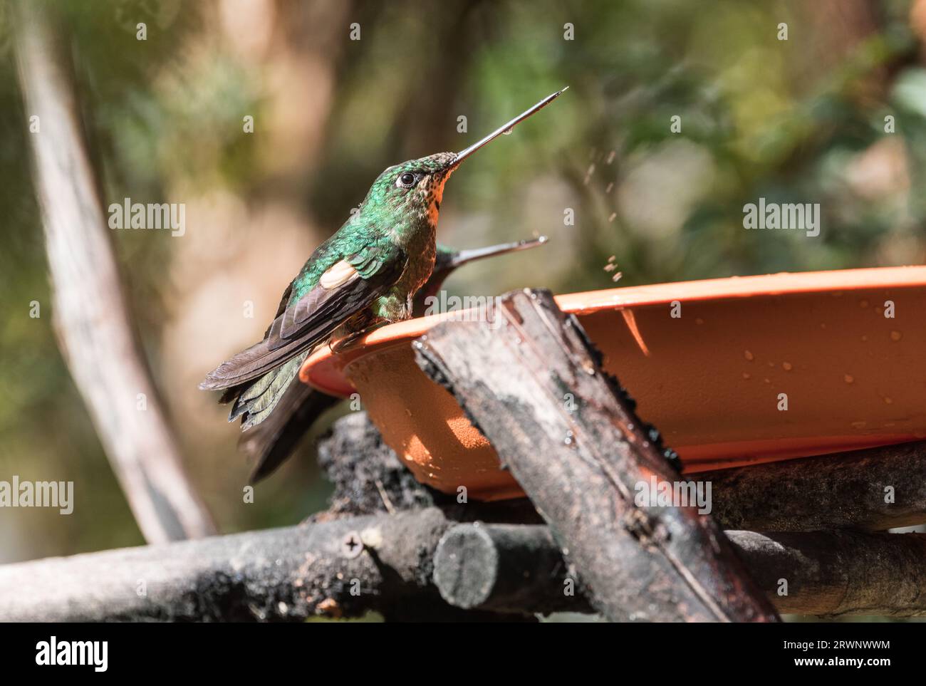 A female Buff-winged Starfrontlet (Coeligena lutetiae), a hummingbird ...