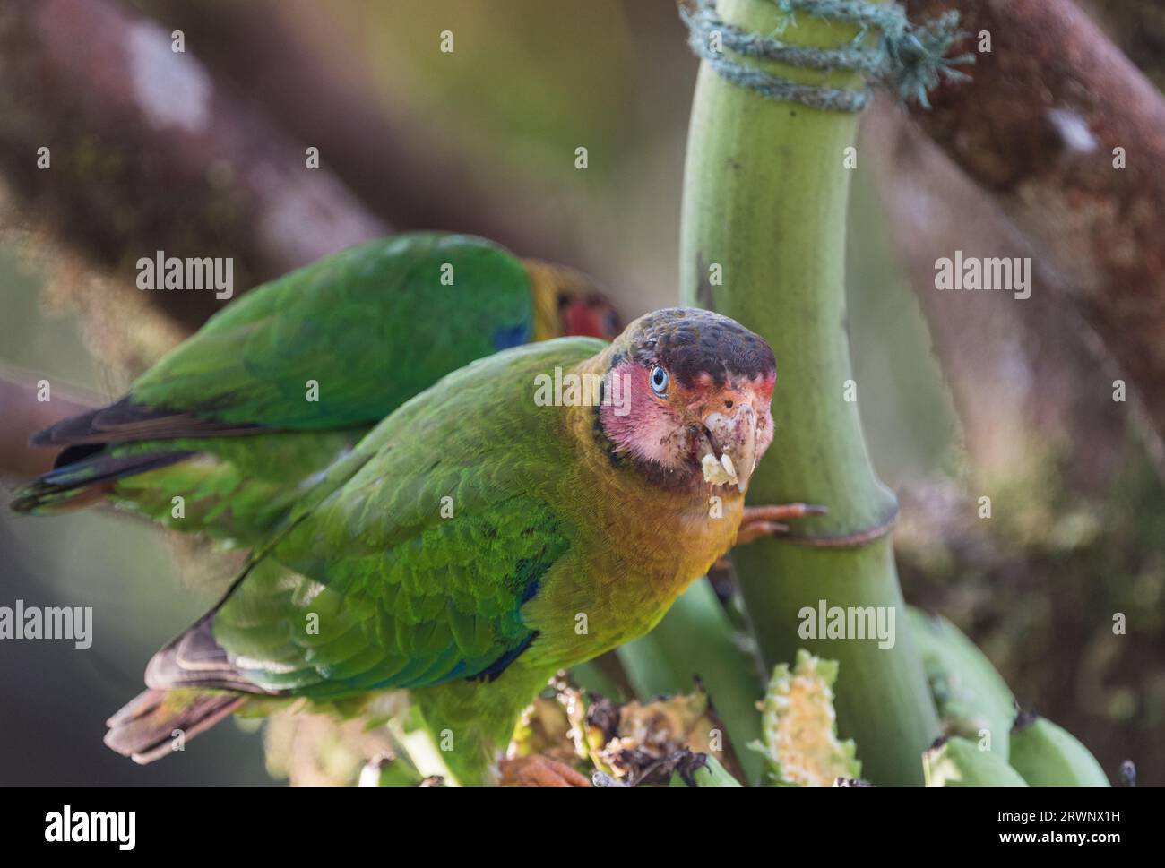 Feeding Rose-faced Parrot (Pyrilia barrabandi), a Chaco endemic bird ...