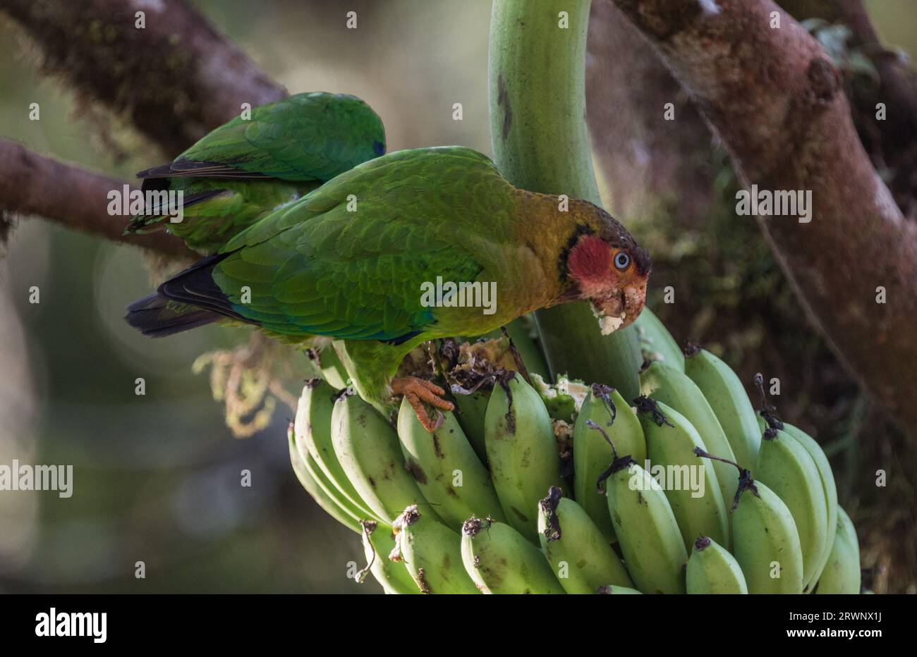 Feeding Rose-faced Parrot (Pyrilia barrabandi), a Chaco endemic bird ...