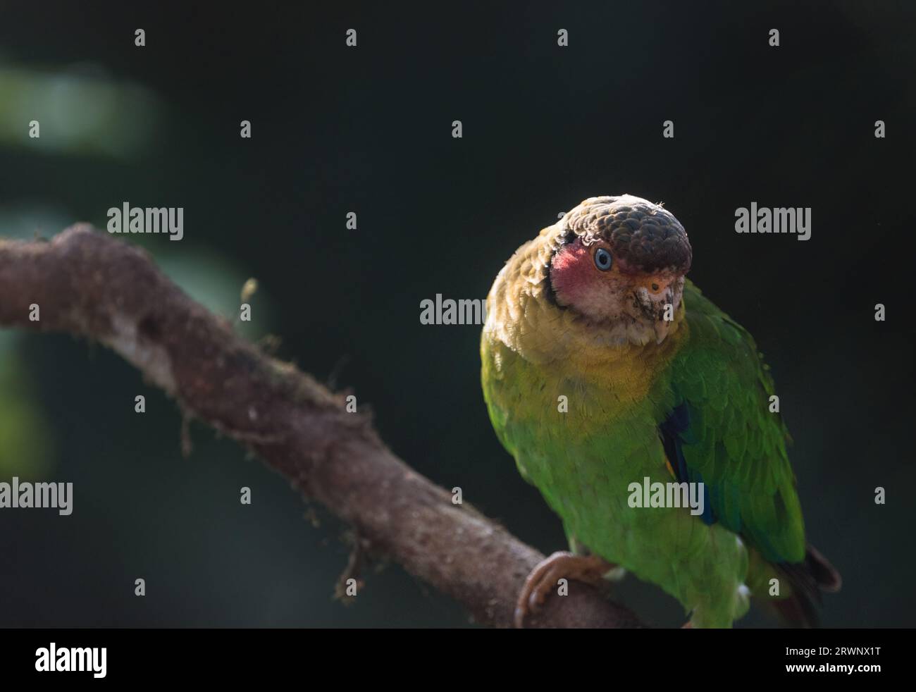 Feeding Rose-faced Parrot (Pyrilia barrabandi), a Chaco endemic bird ...
