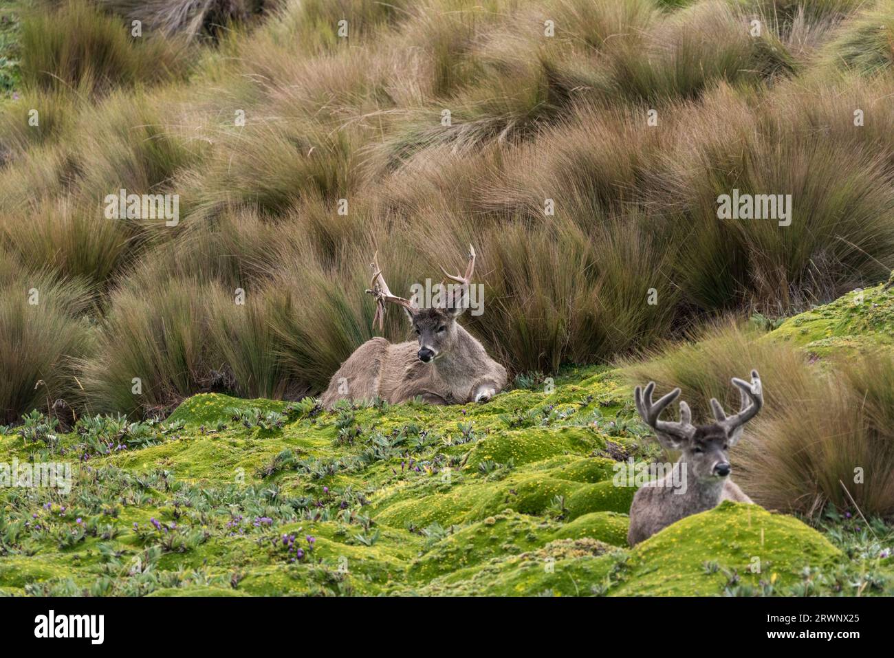 Resting White-tailed Deer (Odocoileus virgianus) in the paramo (alpine ...
