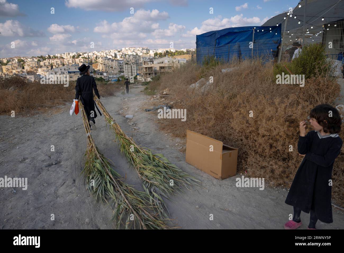 An ultra-Orthodox Jewish man carries reeds to build a Sukkah, a ...