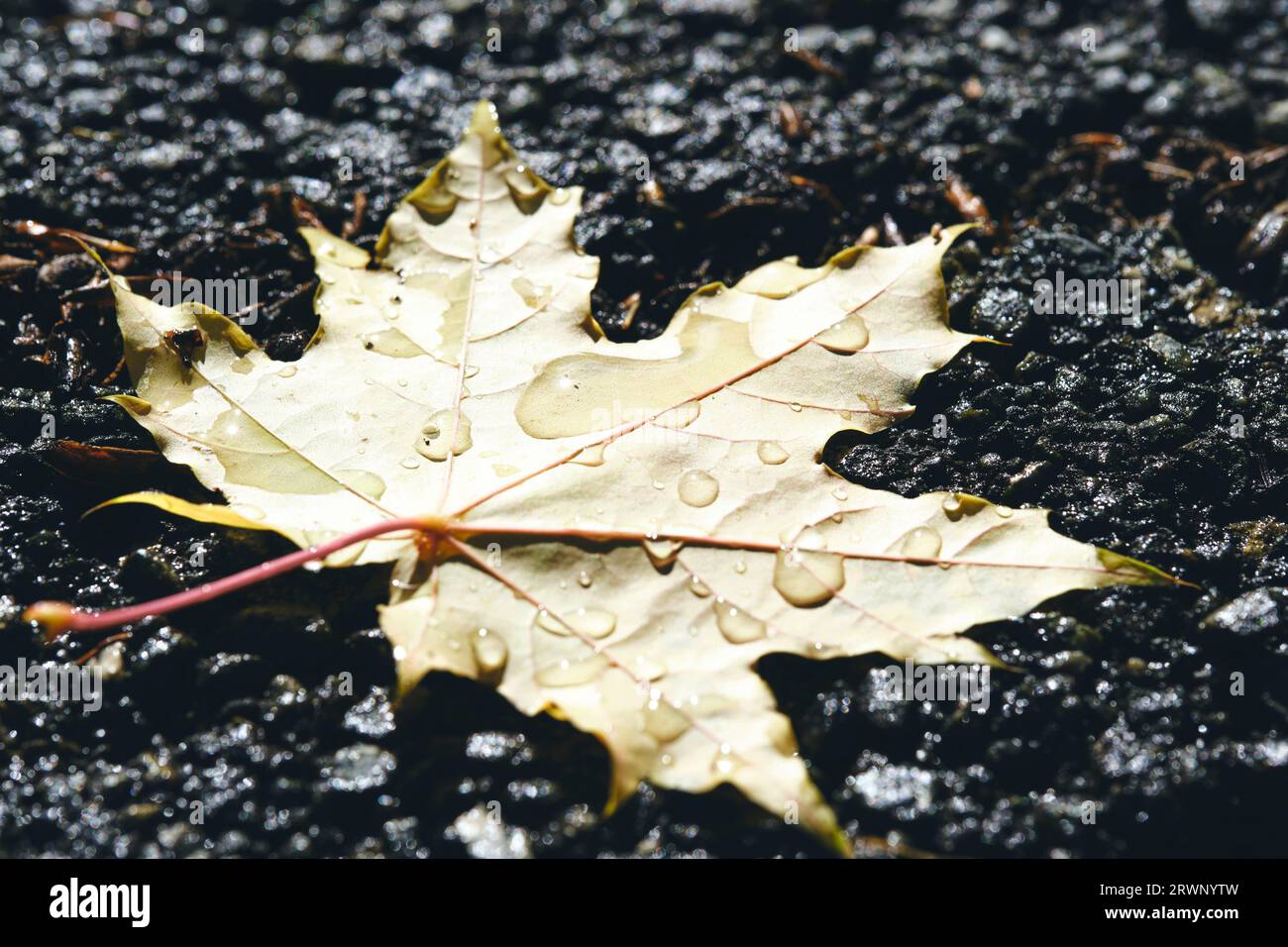 Drops water lies on asphalt hi-res stock photography and images - Alamy