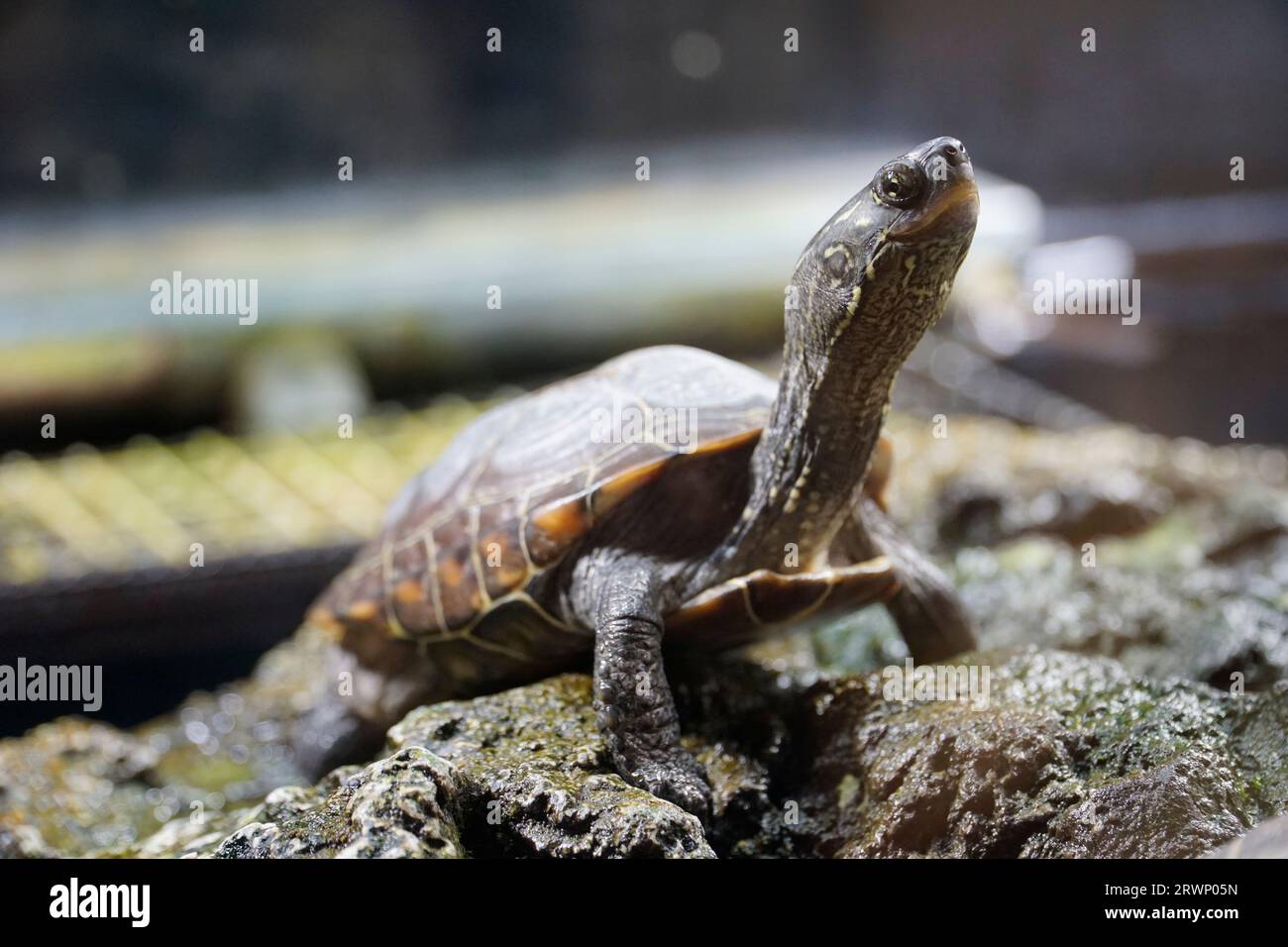 Single turtle hi-res stock photography and images - Alamy