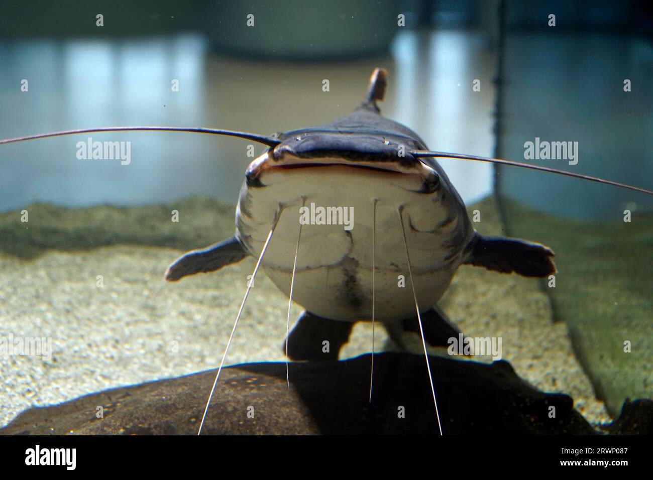 White catfish hi-res stock photography and images - Alamy