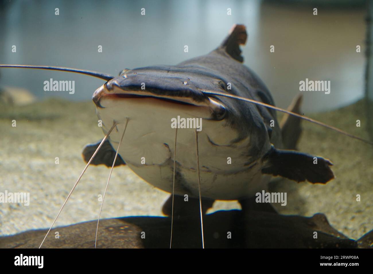 White catfish hi-res stock photography and images - Alamy