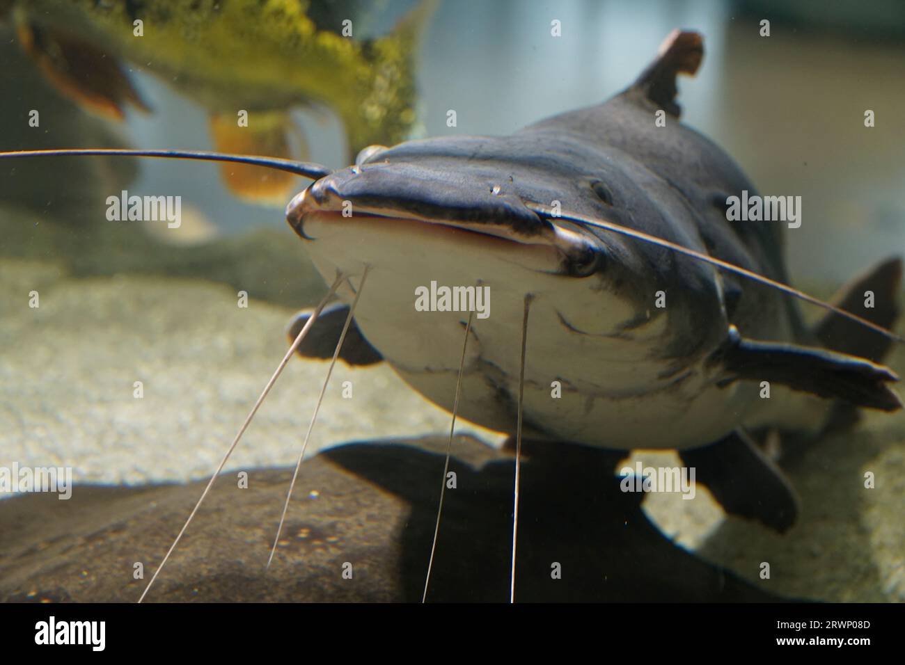 White catfish hi-res stock photography and images - Alamy