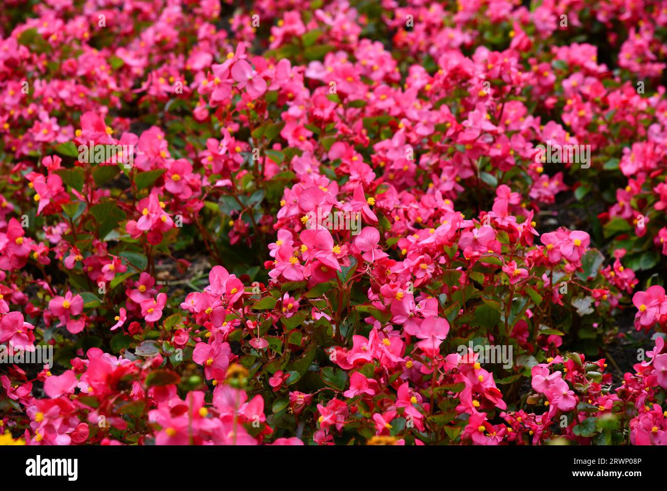 Ice begonias hi-res stock photography and images - Alamy