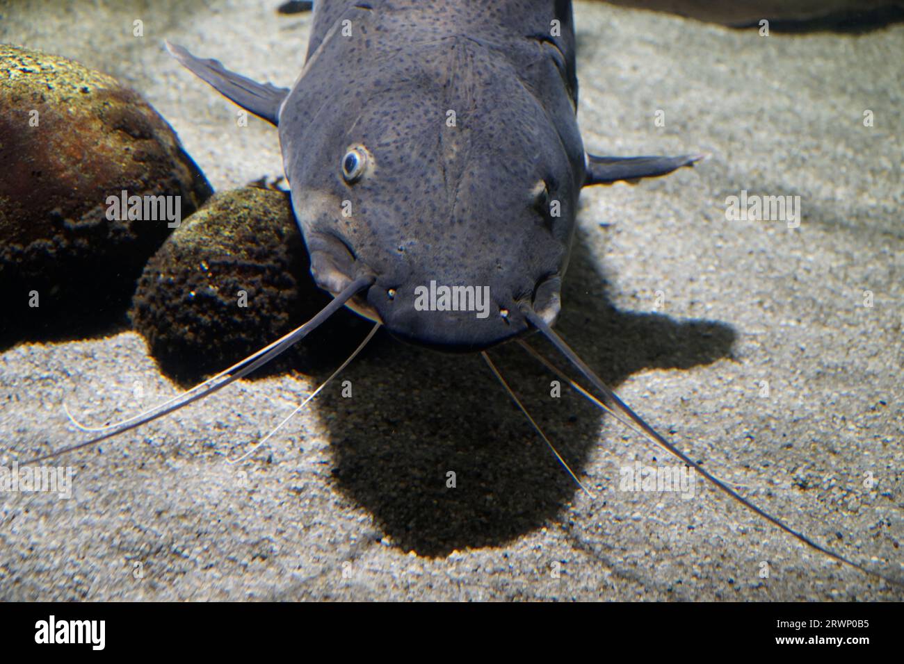 Bottom view aquarium hi-res stock photography and images - Alamy
