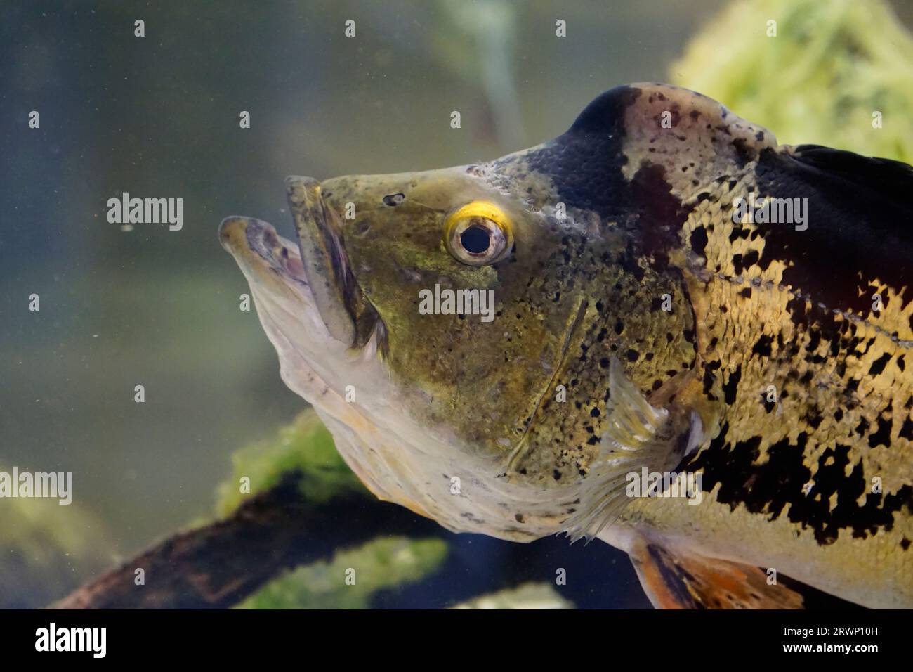 Single grey fish with yellow eyes swimming Stock Photo - Alamy