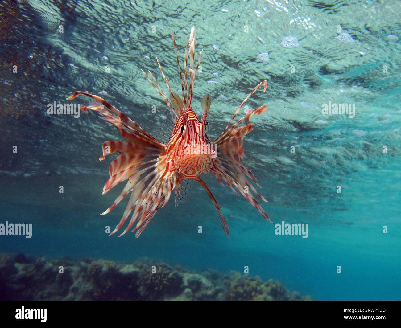 Lion Fish in the Red Sea in clear blue water hunting for food Stock ...