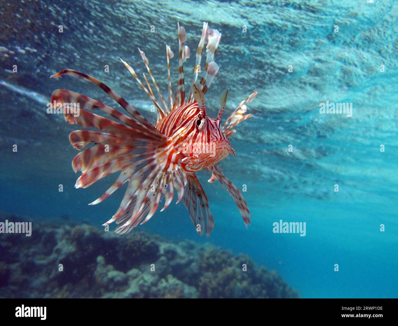 Lion Fish in the Red Sea in clear blue water hunting for food Stock ...