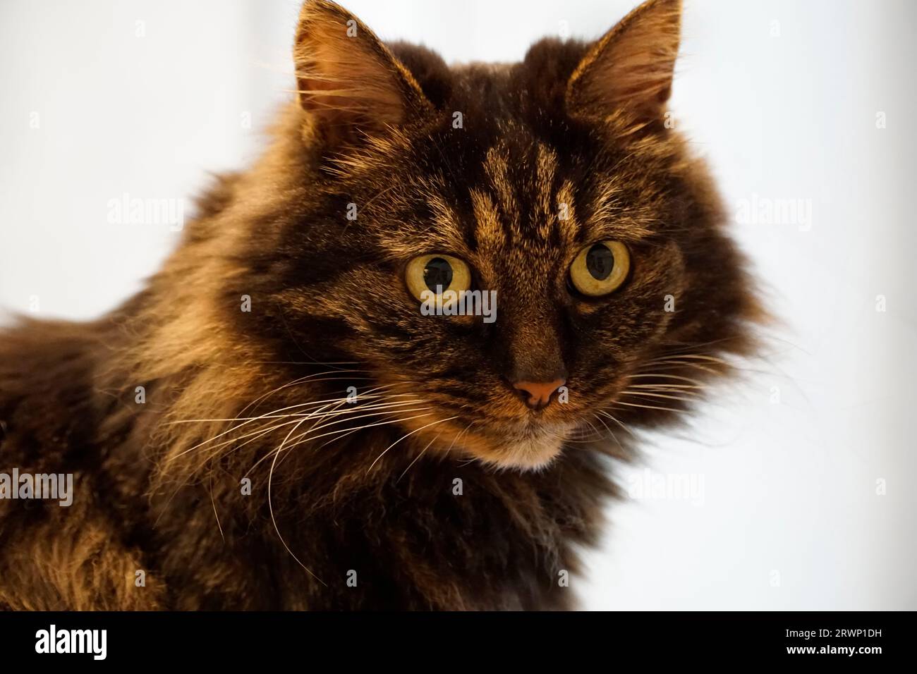 Brown, spotted, long-haired cat looking at camera Stock Photo - Alamy
