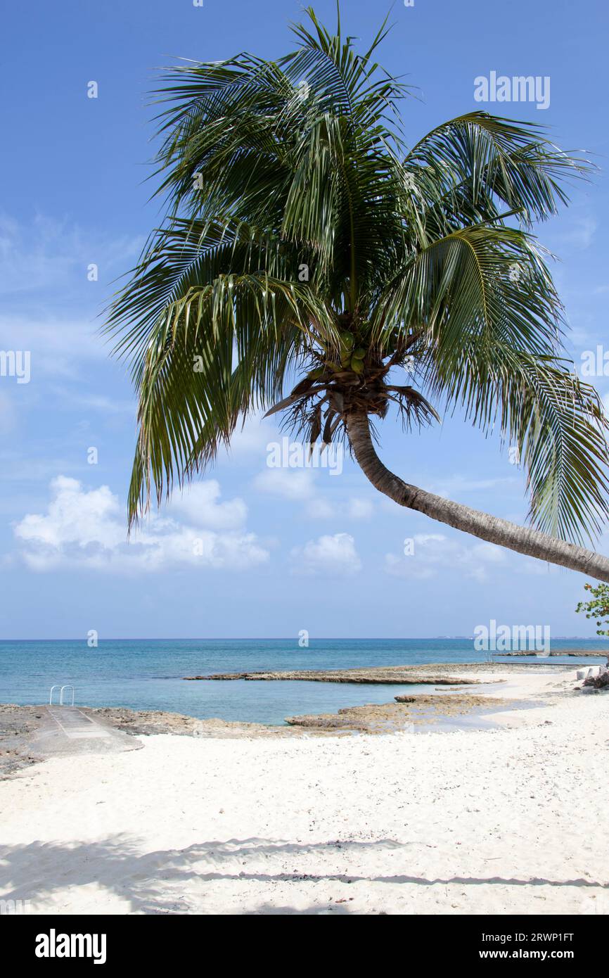 The view of a palm tree hanging over sandy Seven Mile Beach in George ...