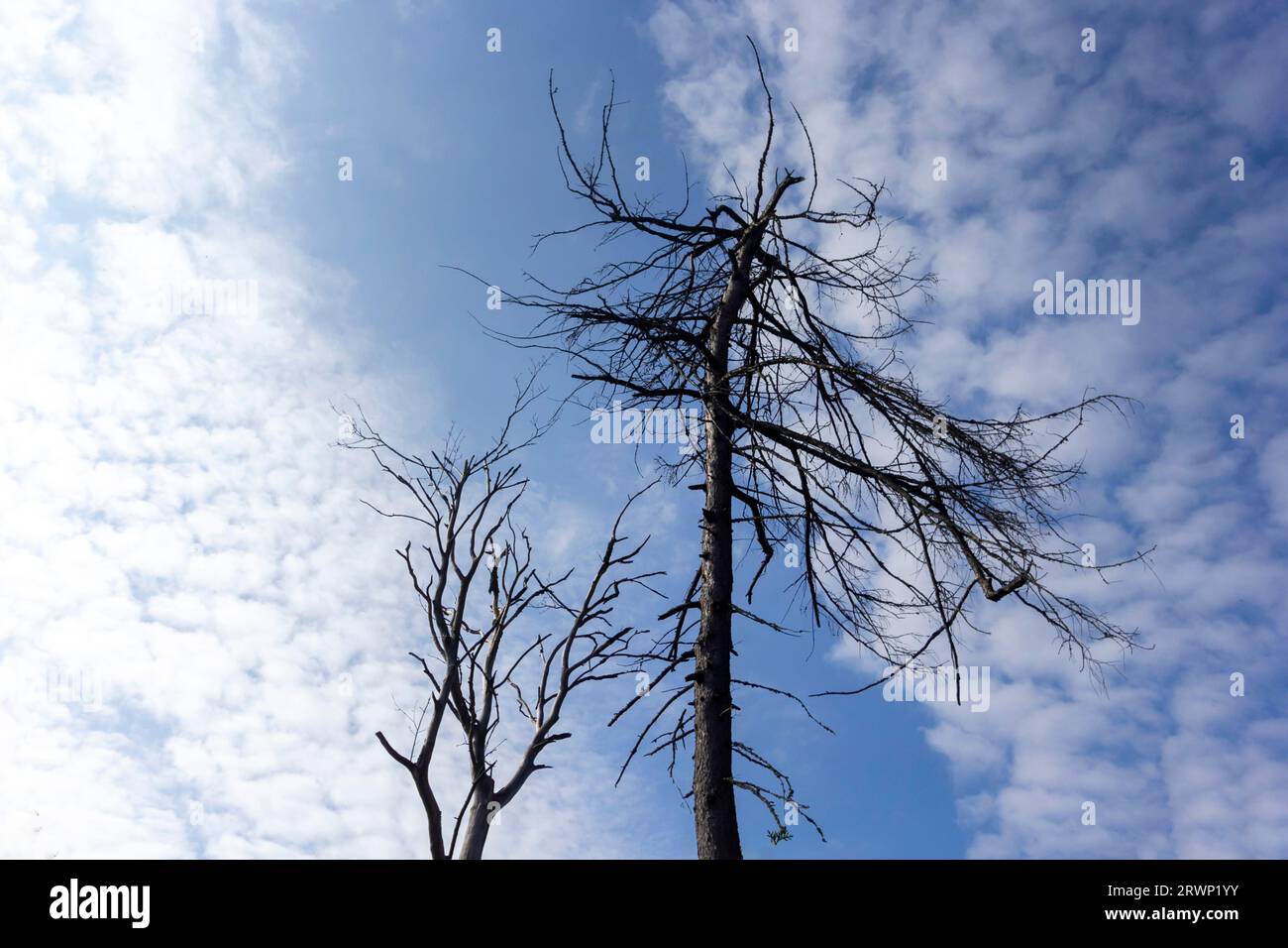 Dry dark tree and blue sky. View of the crown of a tree without leaves ...
