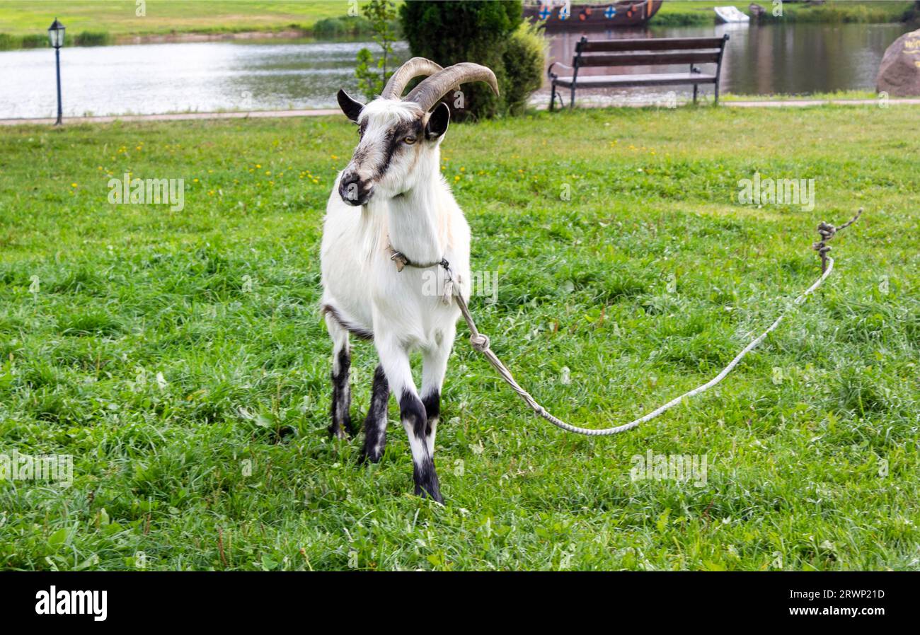 Horned goat hi-res stock photography and images - Alamy