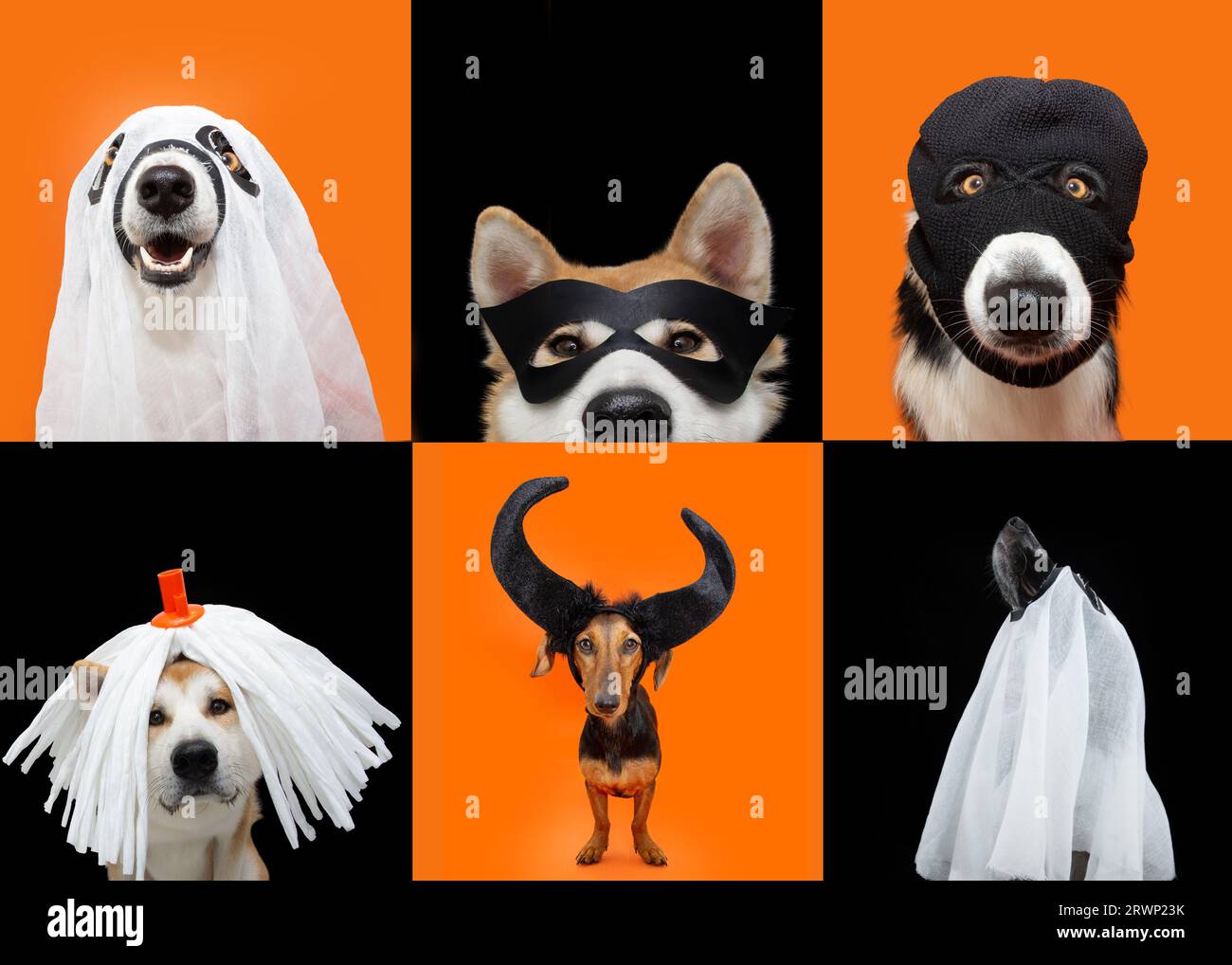 portrait pet dog halloween collection. Six dogs wearing mask, balaclava ...