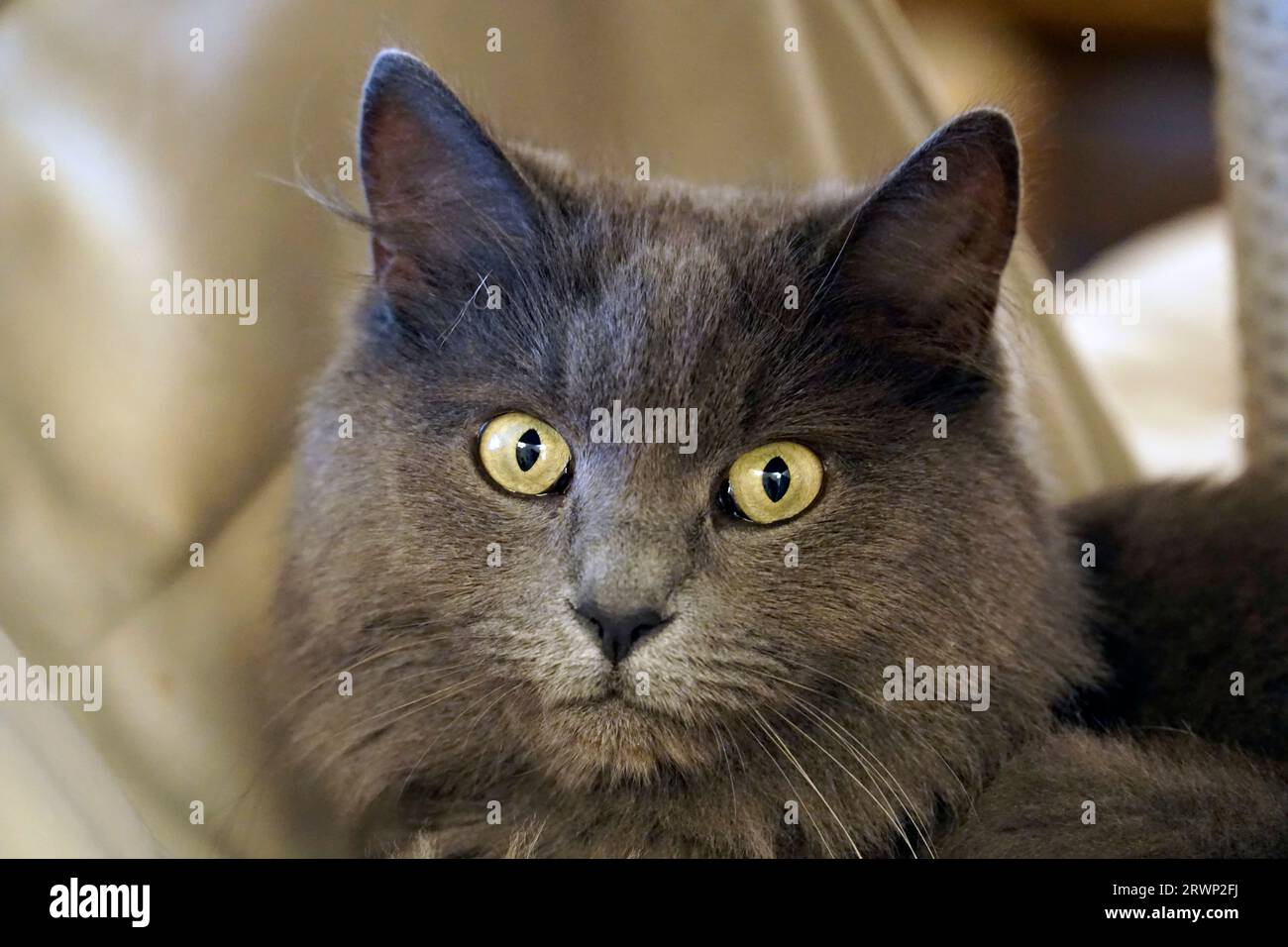 Single, long-haired grey cat looking at camera Stock Photo - Alamy