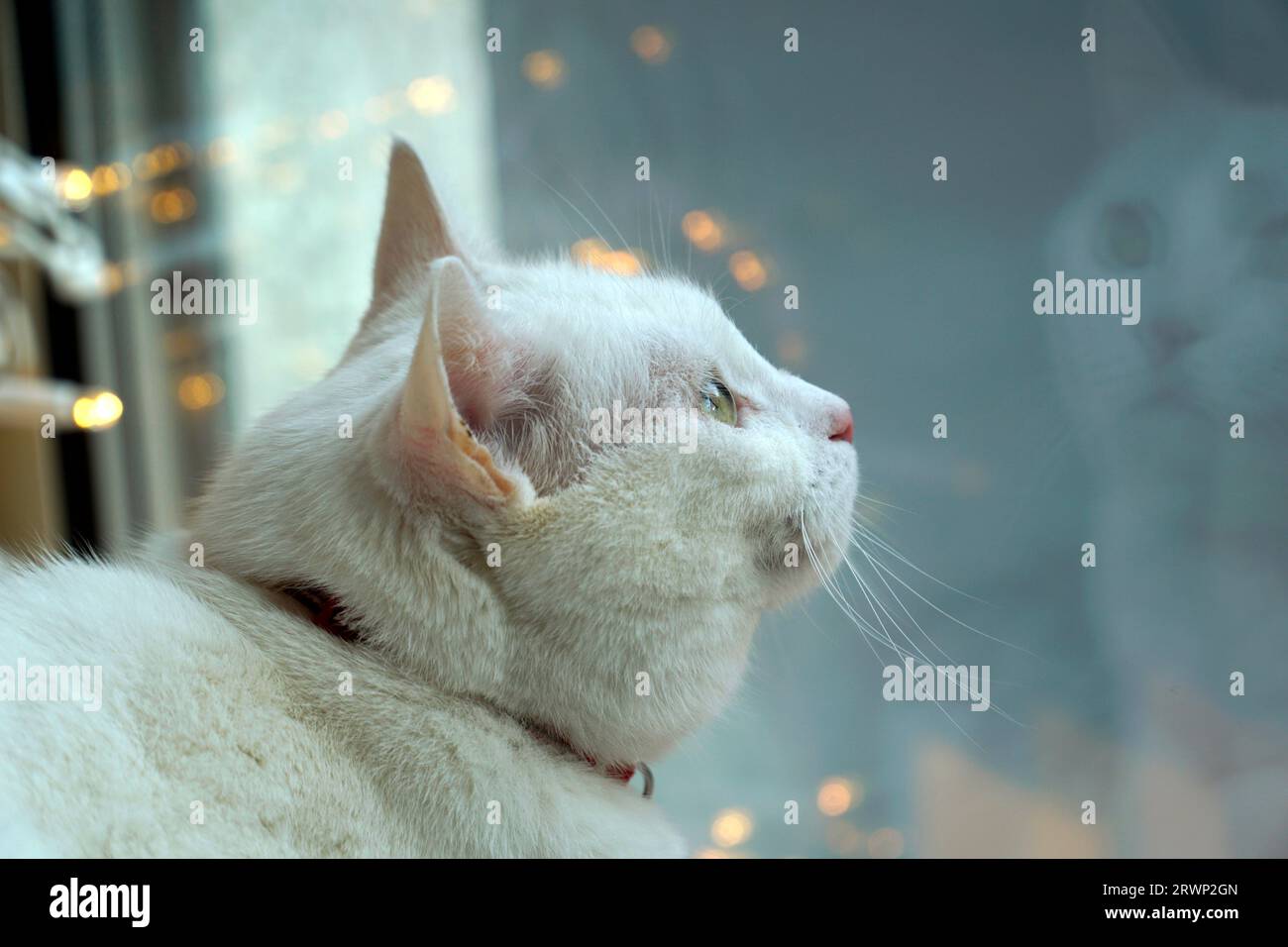 White cat looking through the window Stock Photo - Alamy